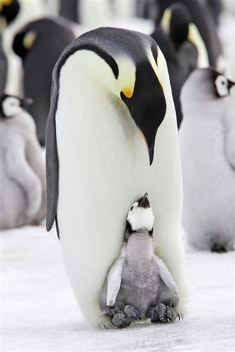 Emperor Penguin Chick