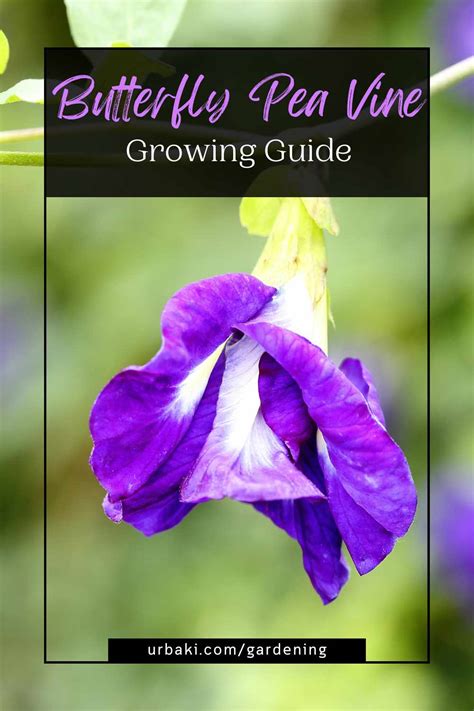 Butterfly Pea Flower Where Does It Grow At Donna Willey Blog