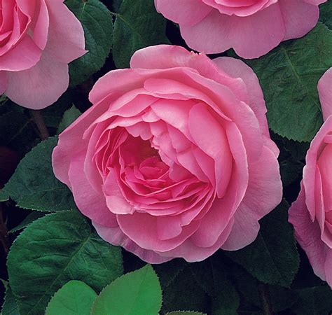 コンスタンス・スプライ鉢苗 Constance Spry Pottedausfirst David Austin Roses Japan
