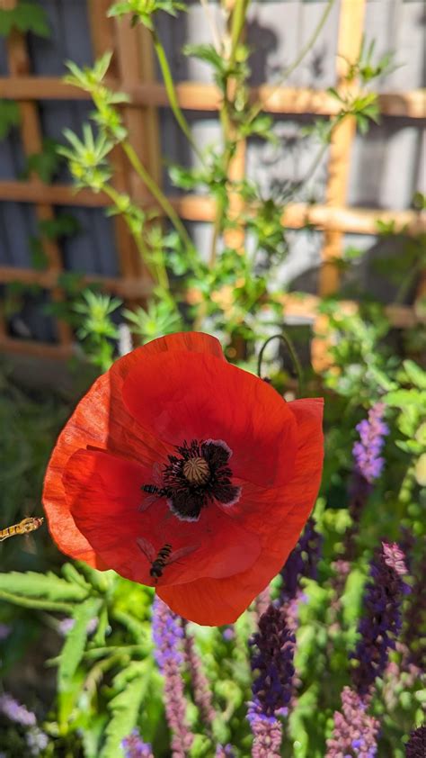 Hoverflies Enjoying The Poppies Rgardeninguk
