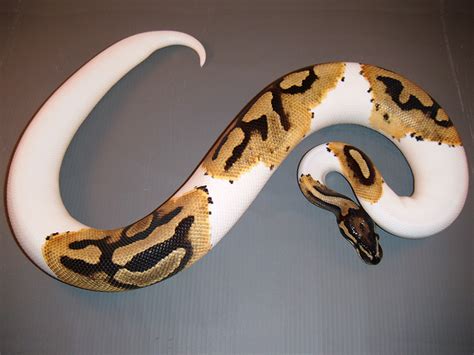 Morph List World Of Ball Pythons