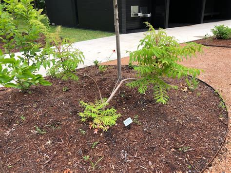 Tiger Eyes Sumac Crystal Bridges Museum Of American Art