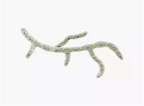 3d Model Fungal Cell Structure Vr Ar Low Poly Cgtrader