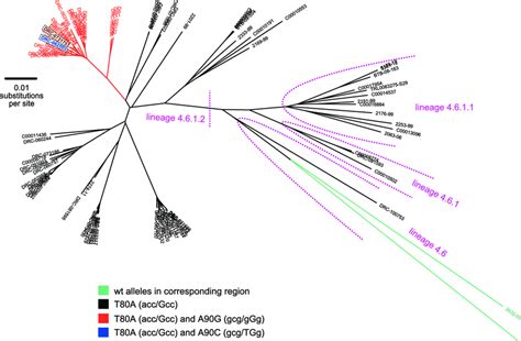 Maximum Likelihood Phylogeny Based On 3710 Single Nucleotide Variants