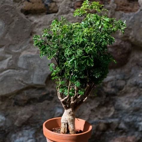 Polyscias Parsley Miniature Bonsai Tree In 6cm Pot £690 Picclick Uk