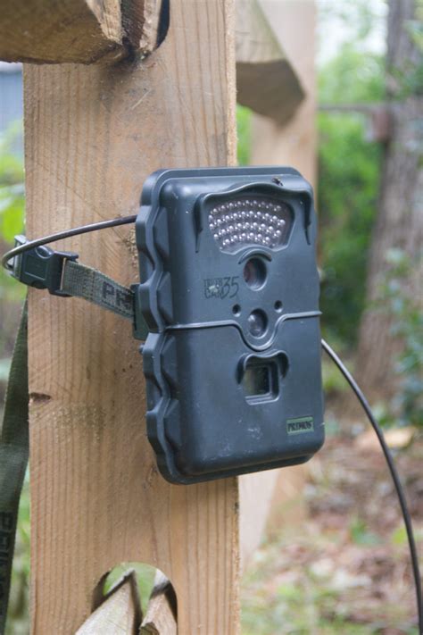 Whos In Our Yard The Results Of A Camera Trap Experiment Travel 4 Wildlife