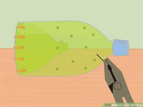 3 Ways To Catch Minnows Wikihow