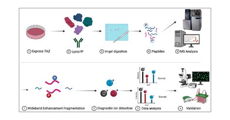 Characterization Of Phosphopeptide Positional Isomers On The