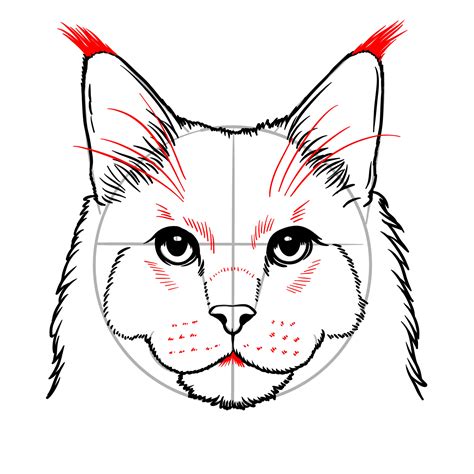 How To Draw A Cat Face