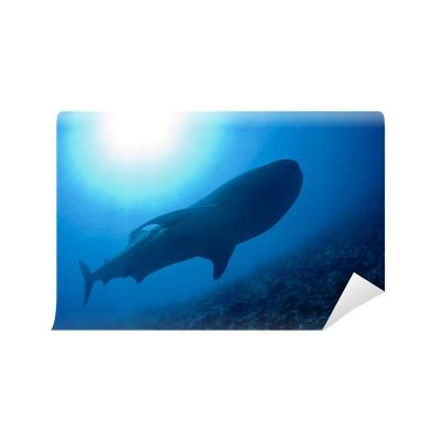 Wall Mural Big Whale Shark Pixershk