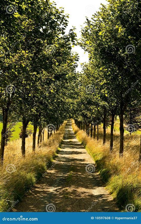 Tree Lined Path Stock Photo Image Of Park Lane Perspective 10597608
