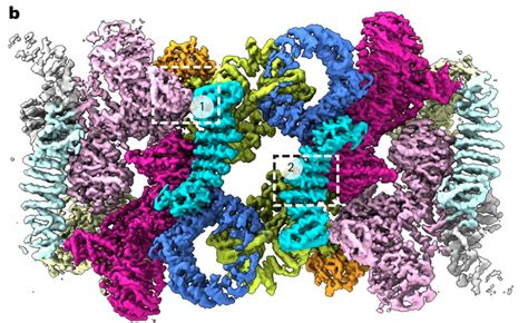 high resolution cryo em structure of toroids reveal how glucose