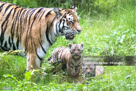 Two Of Three Amur Tiger Cubs With Their Mother Explore Their News