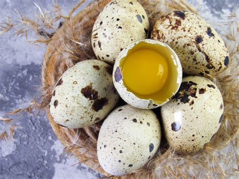 Coturnix Quail Egg Breeding Guide 7 Proven Steps To Success