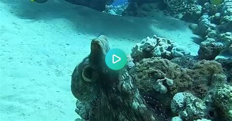 Squiggly Boi Album On Imgur