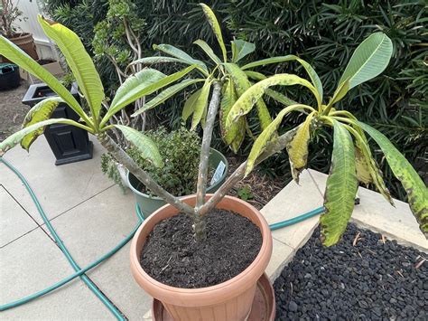 Strange Growth On My Plumeria Stem In The Plumeria Forum