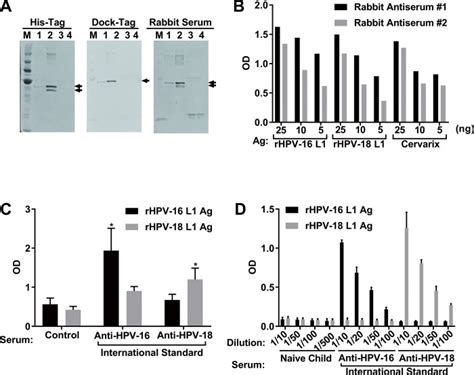 Development Of A Simple And Quick Immunochromatography Method For