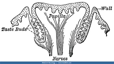 Circumvallate Papillae Diagram