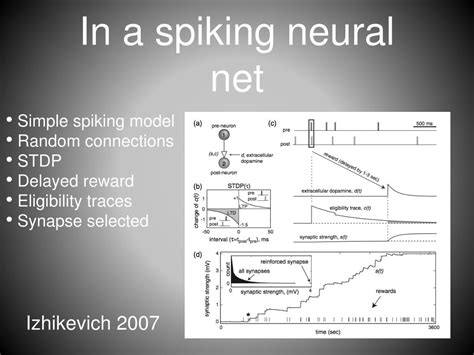 Ppt The Neuronal Replicator Hypothesis Powerpoint Presentation Free
