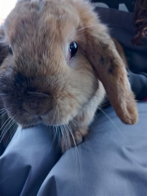 Moonfleet Boarding Chickerell