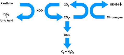 Superoxide Dismutase Sod Activity Assay