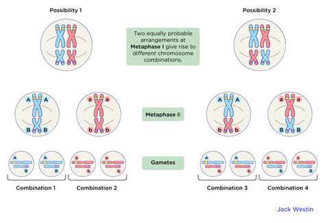 Independent Assortment Meiosis Topic 101 Meiosis Amazing World Of
