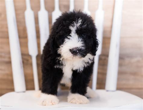 Yarin Is A Standard Sheepadoodle Puppy Sold As Of 07102020