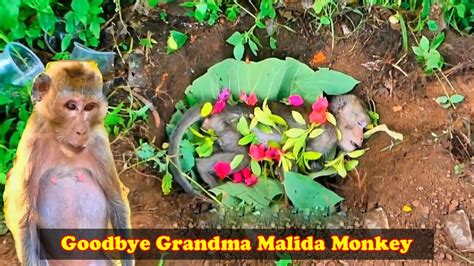 Goodbye Malida Martins Grandmother Malida And Martins Story Has Come To An End Youtube