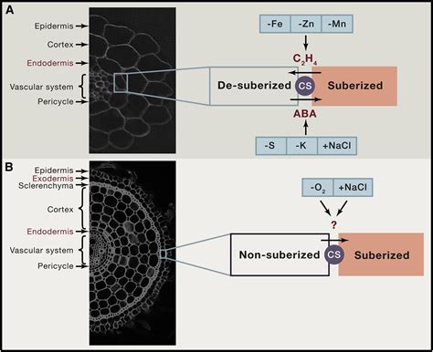 Flexible Ion Barrier Cell