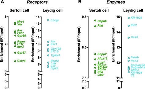 characterization of cell specific receptors and enzymes in sertoli and