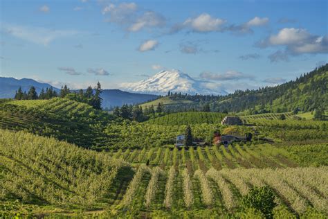 Local Guide To The Oregon Fruit Loop Best Stops In 2026