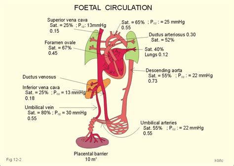 Medical Pg Question Bank Foetal Circulation