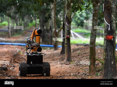 191119 Haikou Nov 19 2019 An Autonomous Rubber Tapping Robot Moves At A Rubber