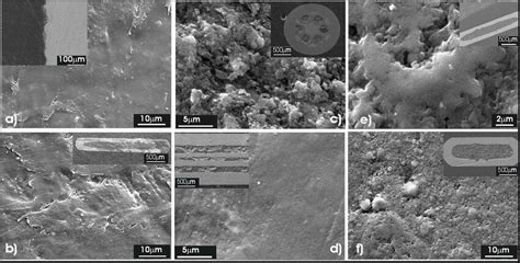 Sem Micrograph Of The Core Microstructures Of Ass2 Bti1