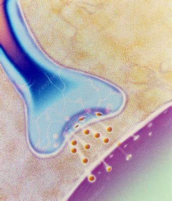 Computer Artwork Of A Nerve Synapse Stock Image P360 0180 Science