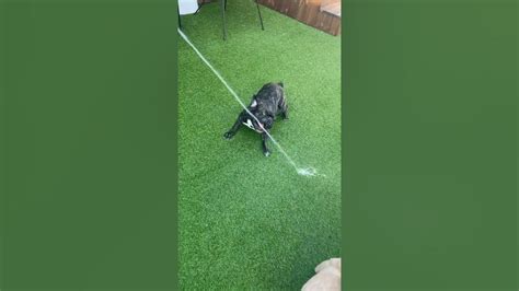 삼손과핫독 삼손친구의 물마시는 법 Youtube