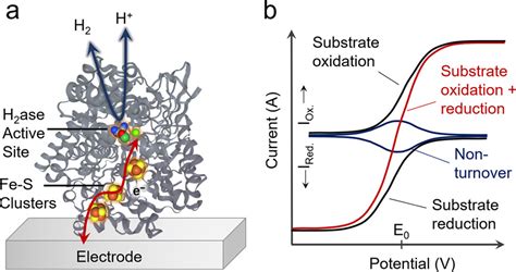 Advancing Techniques For Investigating The Enzymeelectrode Interface Accounts Of Chemical