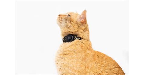 Tile Unleashes Tile For Cats To Give Cat Owners Peace Of Mind
