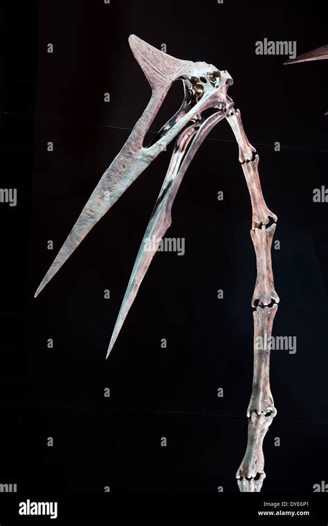 Quetzalcoatlus Fossil Quetzalcoatlus Fossil Tiktok