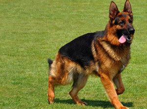 Alman Çoban Köpeği Alman Kurdu