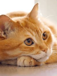Adopteer Een Huisdier Honden En Katten Ter Adoptie In Nederland