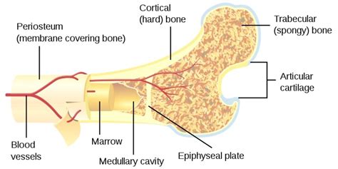 Bone Marrow Facts Functions And Transplants Owlcation
