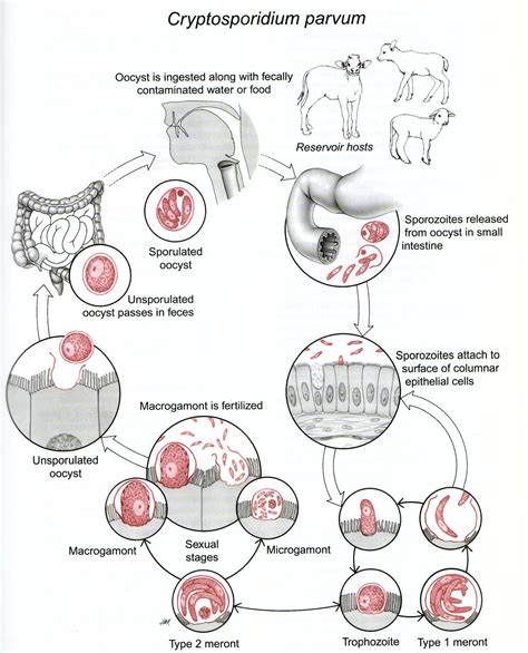 Parasites Cryptosporidium Laurine Moreau Illustratrice And Graphiste