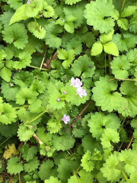 Picturethis Glechoma Grandis