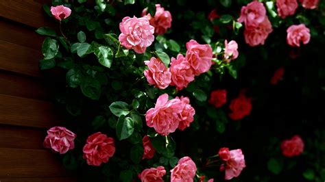 Flowers Wallpapers Hd Wallpapers Id 5532