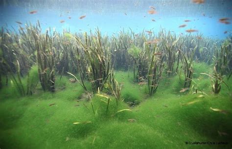 Eel Grass Beds Golf Courses Florida Americana