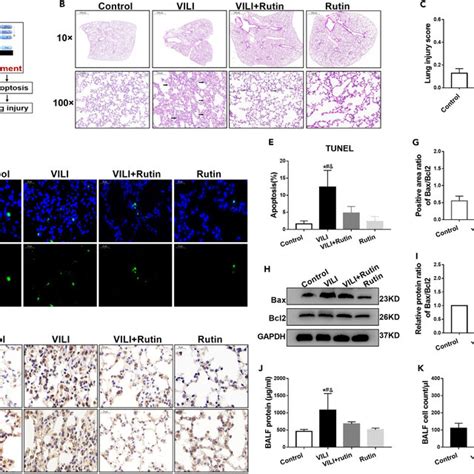 Rutin Alleviated Vili In Mice A Flow Chart Showing Rutin Mediated