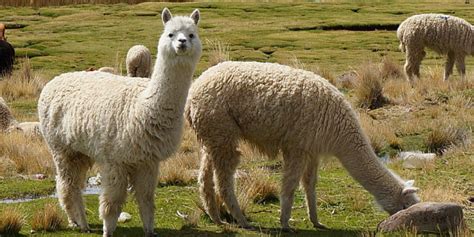 8 Interesting Animals In Peru