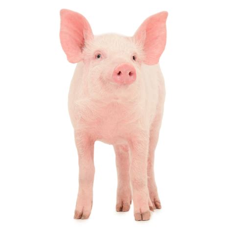 Pig Dna Tests Vhlgenetics
