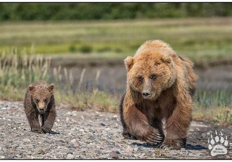 Bear Cub Following Mama Bear